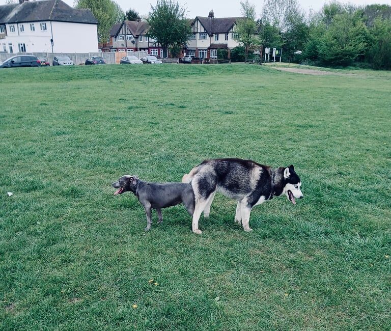 Siberian Huskies Miska And Duke - Siberian Husky For Sale in Swansea ...