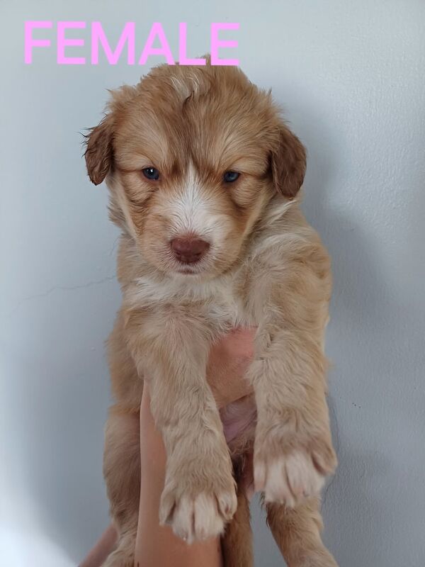 Buy and sell Husky puppies and dogs online | Siberian Husky Owners