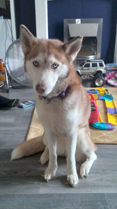 Buy and sell Husky puppies and dogs online | Siberian Husky Owners