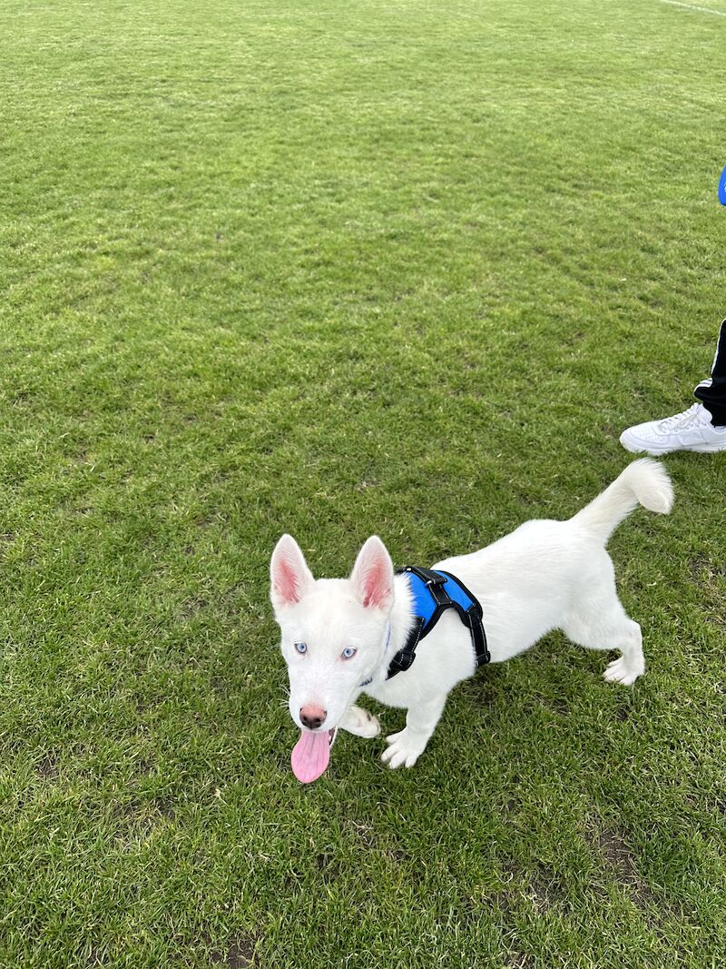 Siberian Huskey White With Blue Eyes Male For Sale In Edinburgh City Of Edinburgh