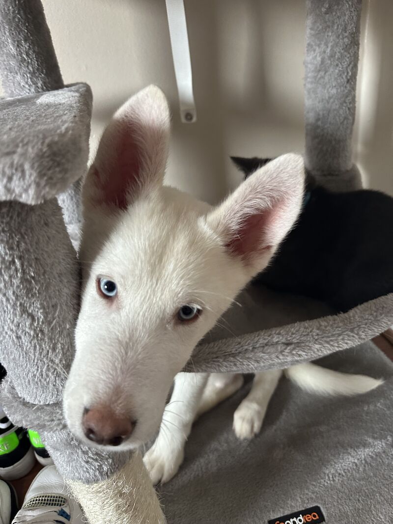 Siberian Huskey White With Blue Eyes Male For Sale In Edinburgh City